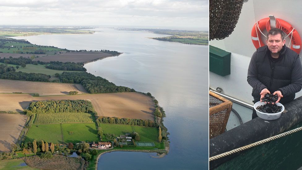 Stour mussels beds proposal concerns RSPB and wildlife trusts - BBC News