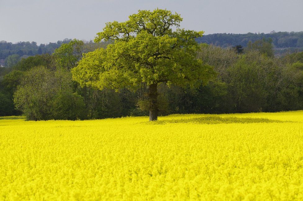 England's Big Picture: 25 April - 1 May 2022 - BBC News