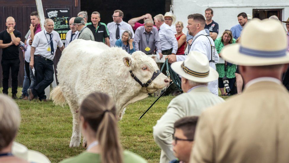 Great Yorkshire Show: Thousands attend first day of Harrogate event ...