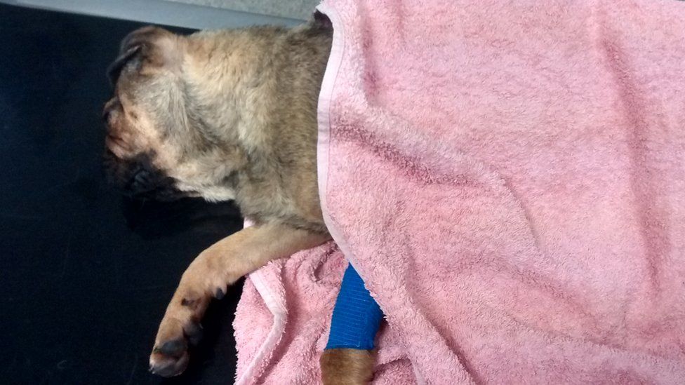 Paralysed dog Crumble thrown from moving car - BBC News