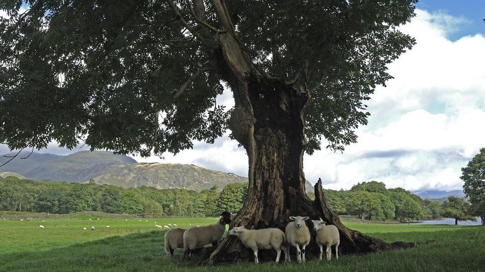 Lightning-hit Courageous Tree named best Cumbrian tree - BBC News