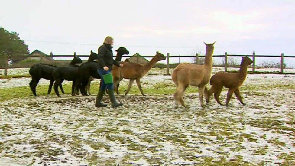 Tynedale Hunt hounds left alpacas 'traumatised' - BBC News