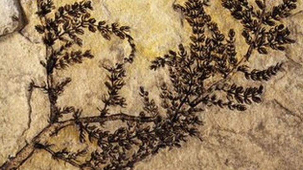 The fossil could be the oldest flower ever? - BBC Newsround