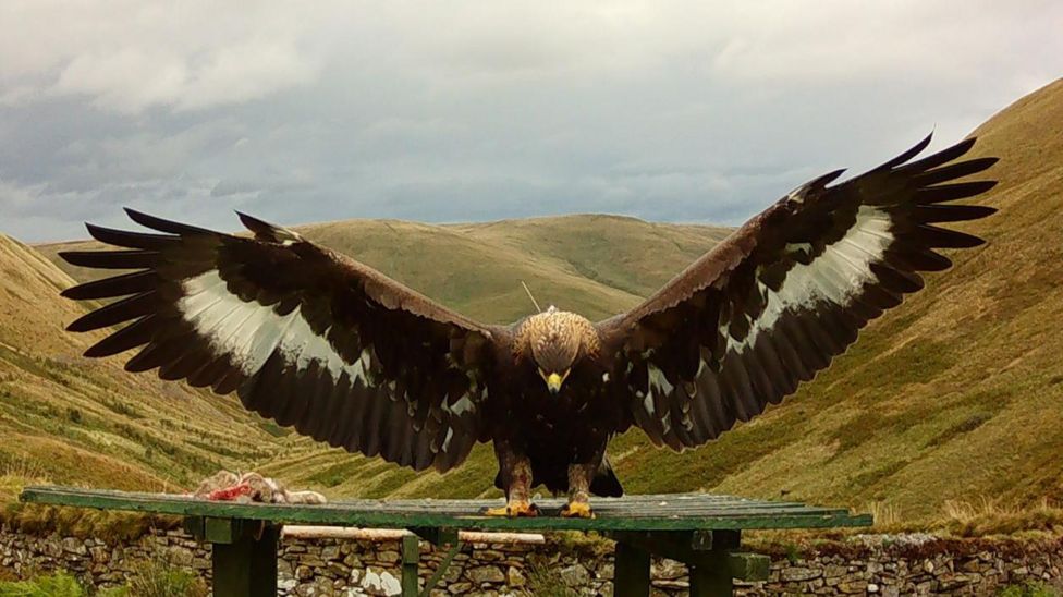 Missing golden eagle was shot in southern Scotland, police believe ...