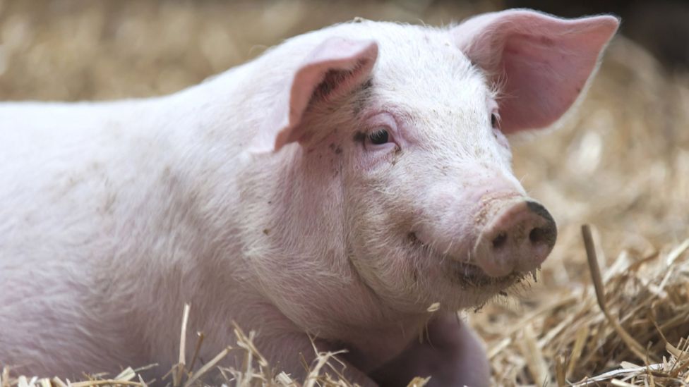 Pig farmers say butcher shortage could lead to cull of animals - BBC News
