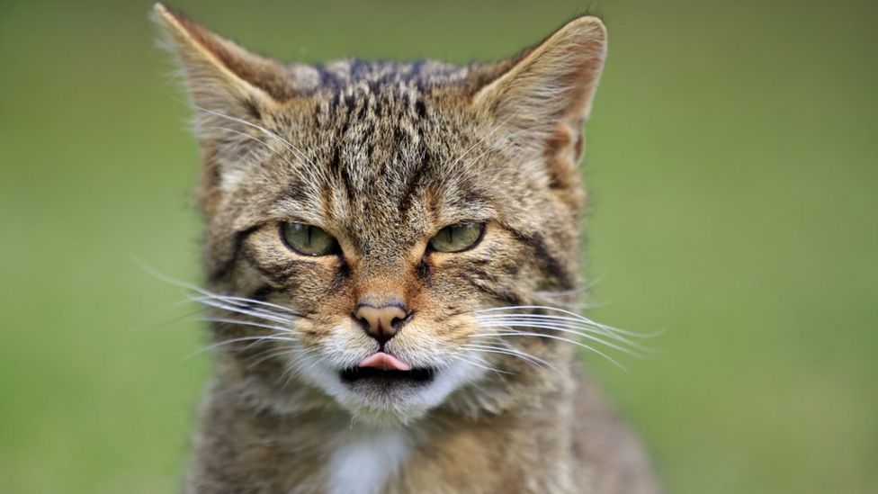 Scottish wildcats will be released in country's largest national park ...