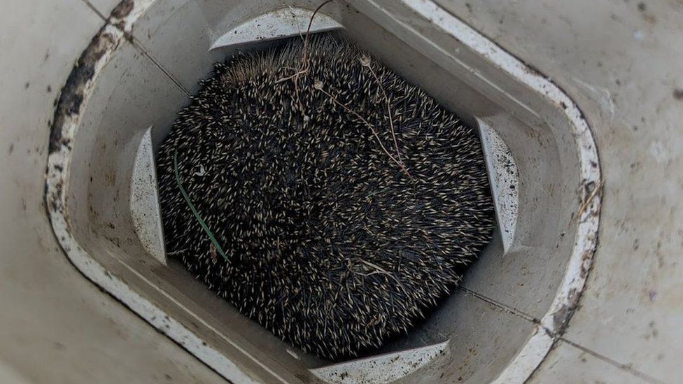 Stuck hedgehog rescued from water meter pit in Braintree - BBC News