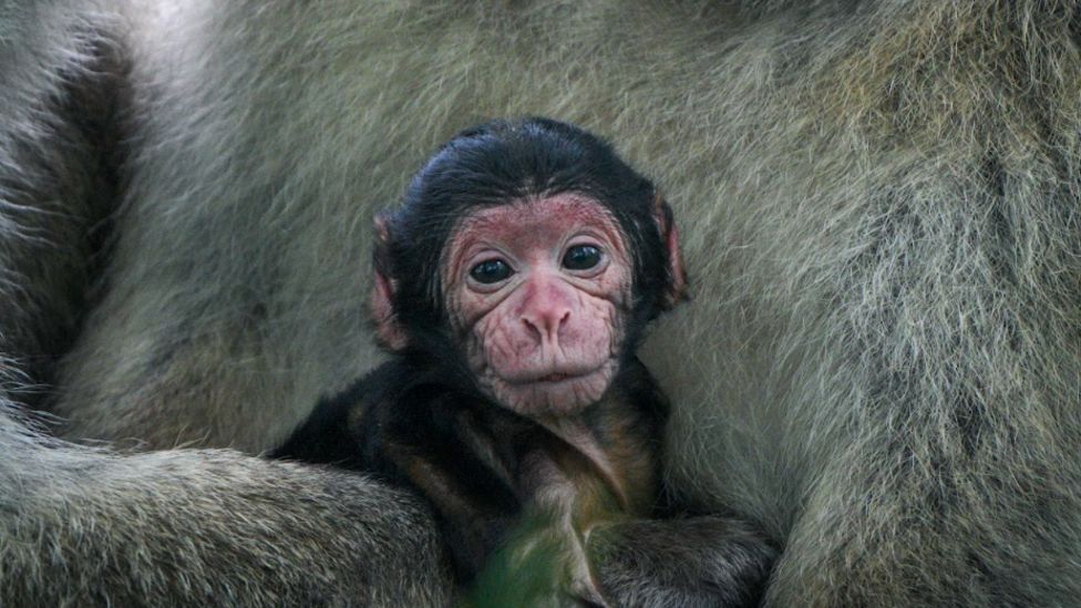 Endangered monkeys born at Staffordshire wildlife park - BBC News