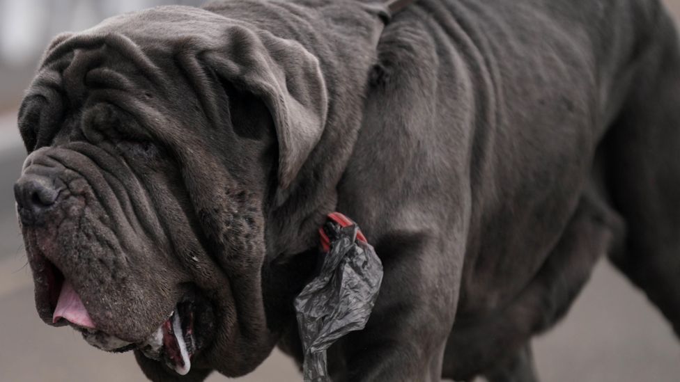 Last preparations as Crufts 2024 enters final day - BBC News