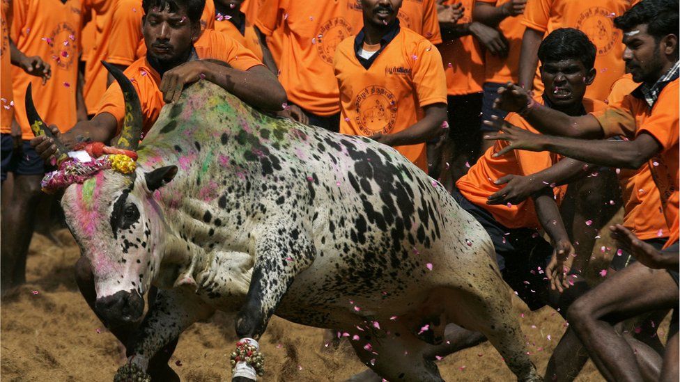 Bulls and bullying: the fight over animal rights and tradition - BBC News