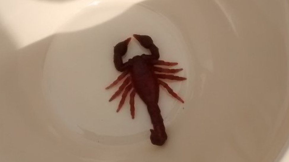 'Deadly scorpion' found in Grantham street made of plastic - BBC News