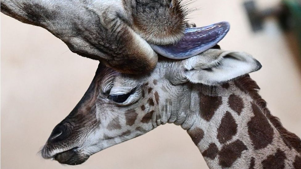 World Giraffe Day: Seven top facts about the world's tallest animal ...
