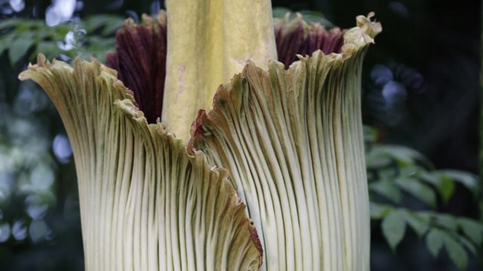 Corpse flower: World's smelliest flower blooms in San Diego - BBC Newsround