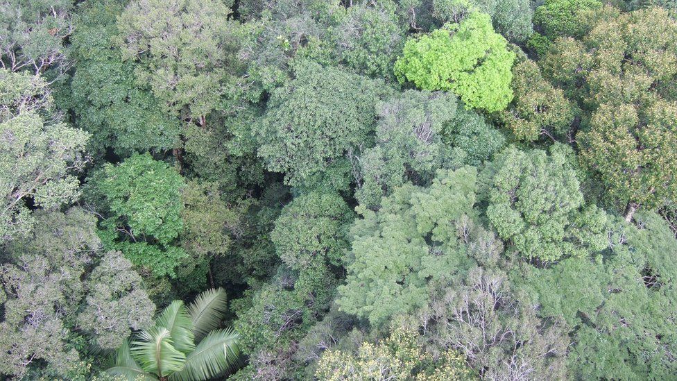 History sheds light on Amazon's rich tree diversity - BBC News