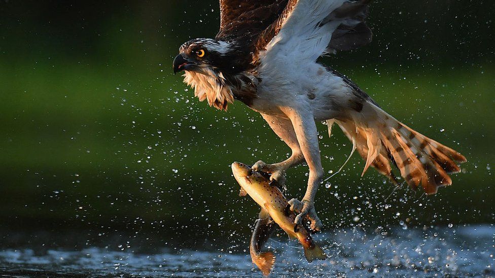 Human swan Sacha Dench's next big adventure - BBC Newsround