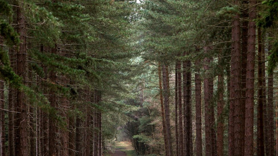 New County Durham forest networks created in £820k project - BBC News
