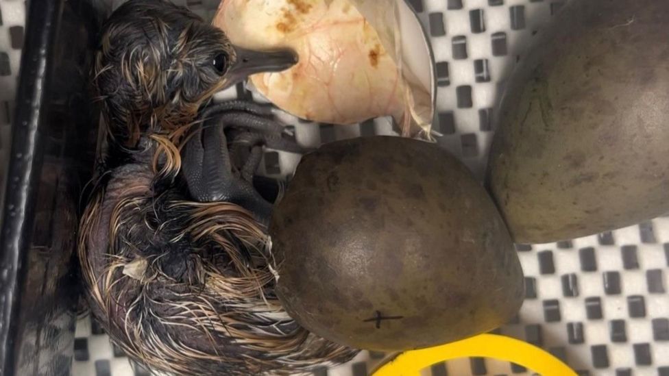 Baby reindeer welcomed at Cumbria's Walby Farm Park - BBC News