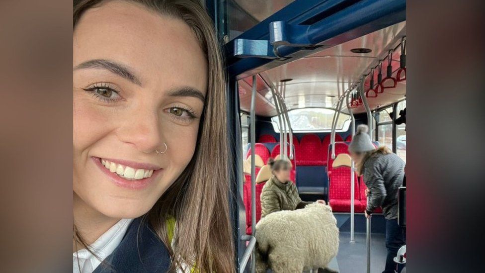 Bus driver helps rescue sheep from busy Sussex road - BBC News
