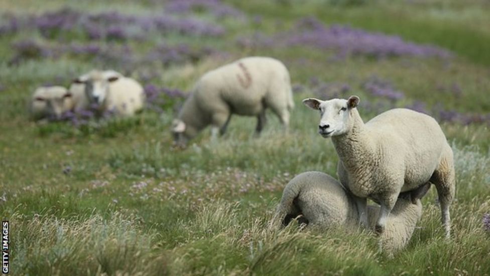 British Grand Prix: Silverstone, sheep and 10,000 litres of tomato ...