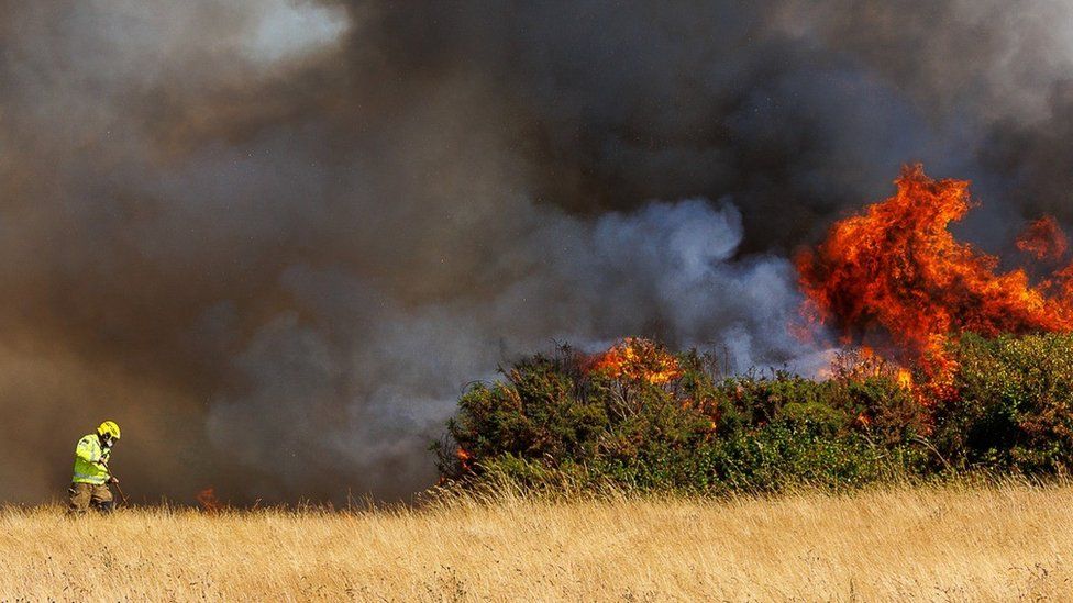 New Forest visitors urged not to smoke in bid to reduce fire risk - BBC ...