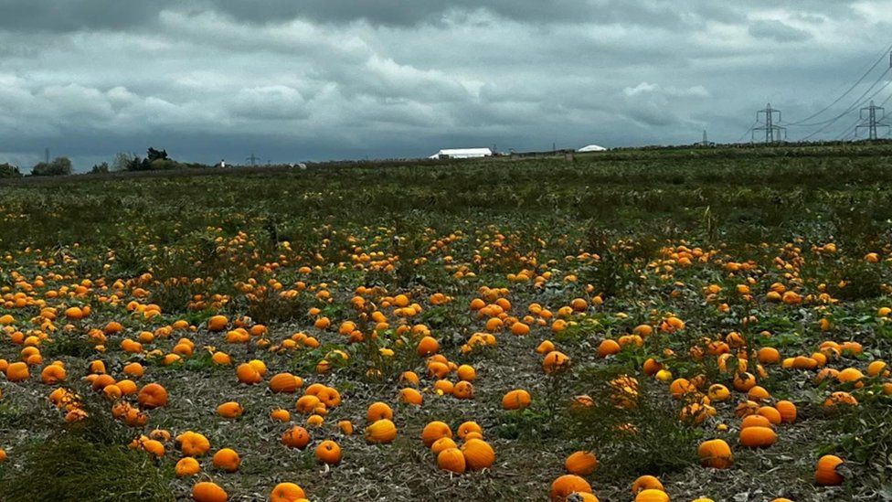 Hoo flood: Burst water main forces pumpkin farm closure - BBC News