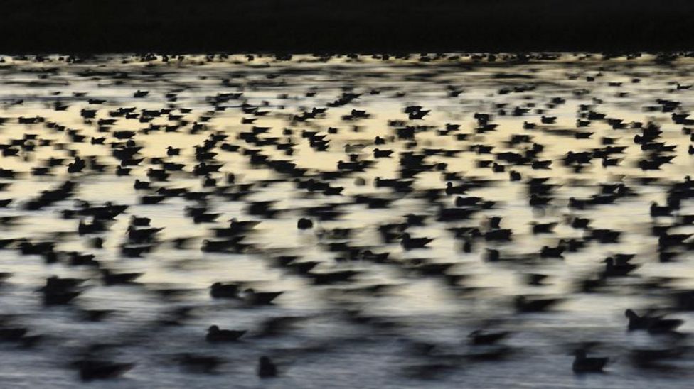 Scottish Nature Photography Award winners announced - BBC News