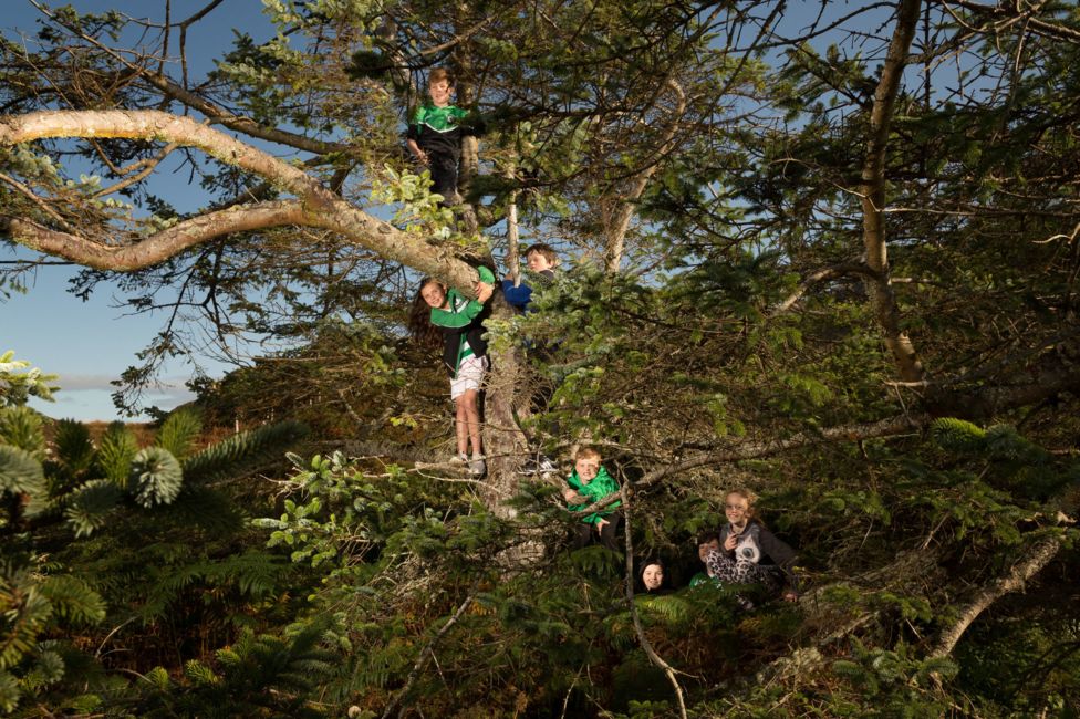 Scotland's tree of the year contenders revealed - BBC News