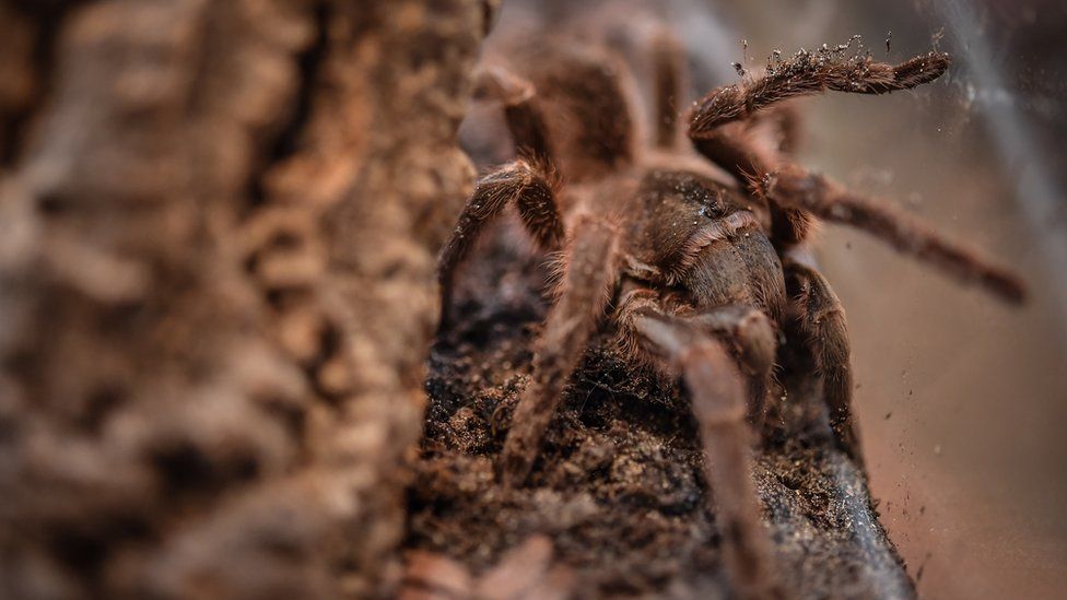 Hundreds of tiny Montserrat tarantulas hatch in zoo - BBC News