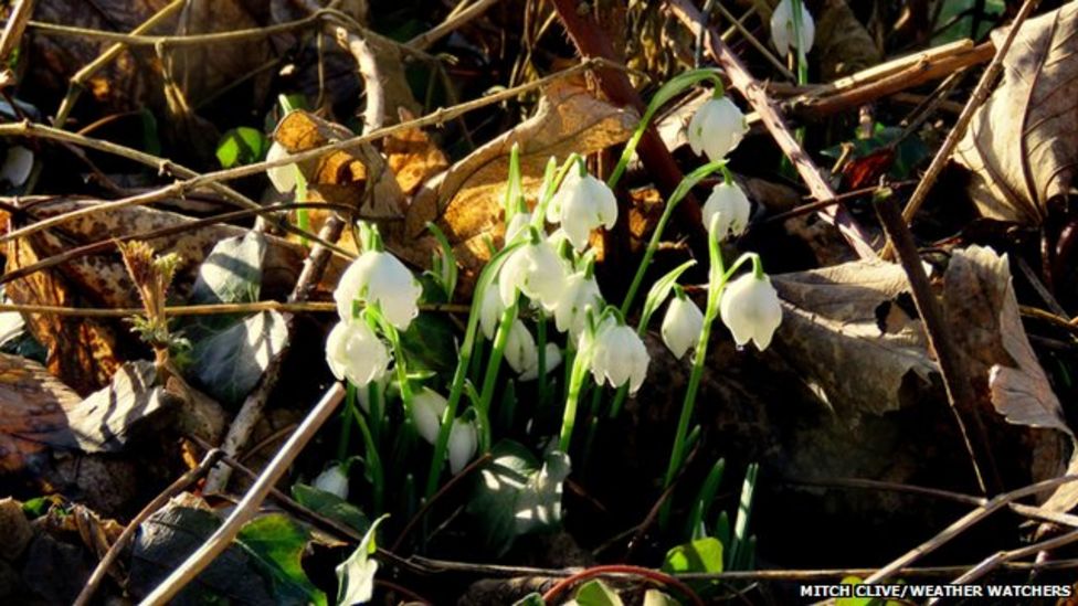 Sweet snowdrops - BBC Weather
