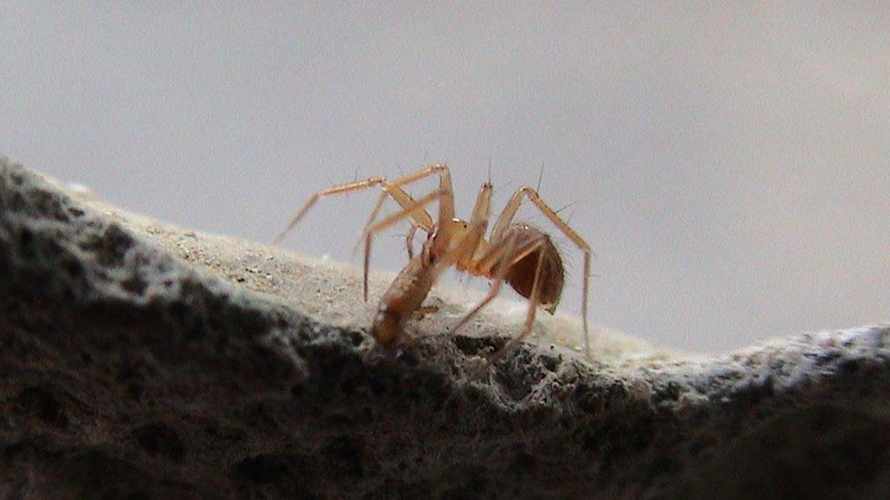 Horrid ground-weaver spider 'filmed alive for first time' - BBC News