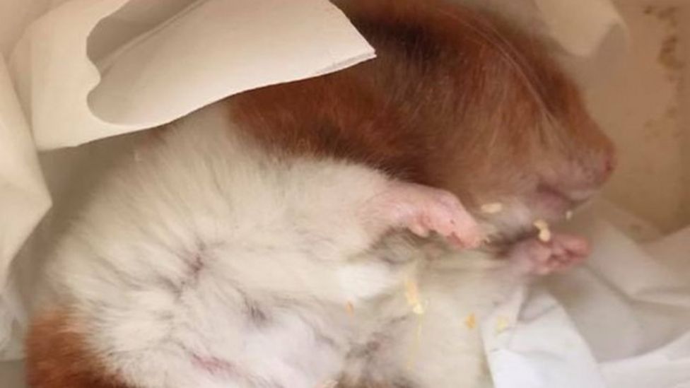 'Dead' hamster found alive in Aylesbury wheelie bin - BBC News