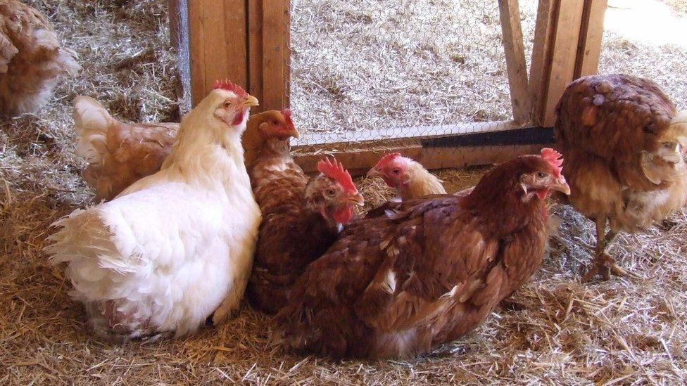 Avian flu found in back-yard birds in North Yorkshire - BBC News