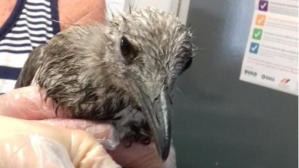 UK Heatwave: 'Sunburnt' seagulls taken to rescue centre - BBC News