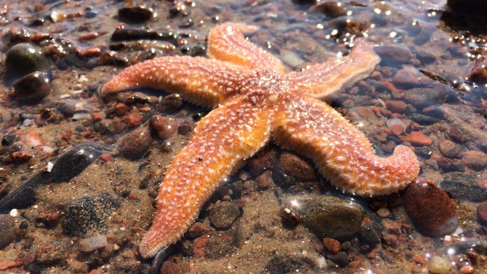 Star whoa: Stunning starfish on Scottish beach - BBC News