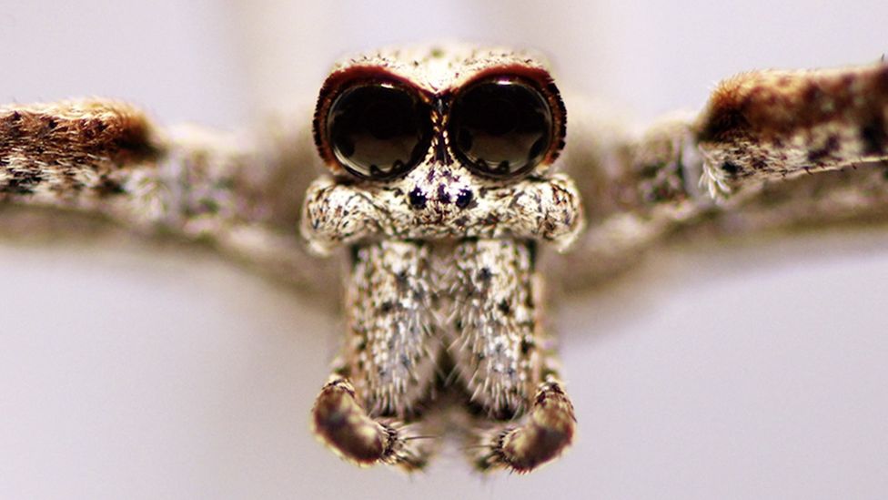 Ogre-faced spiders can hear with their legs - BBC Newsround