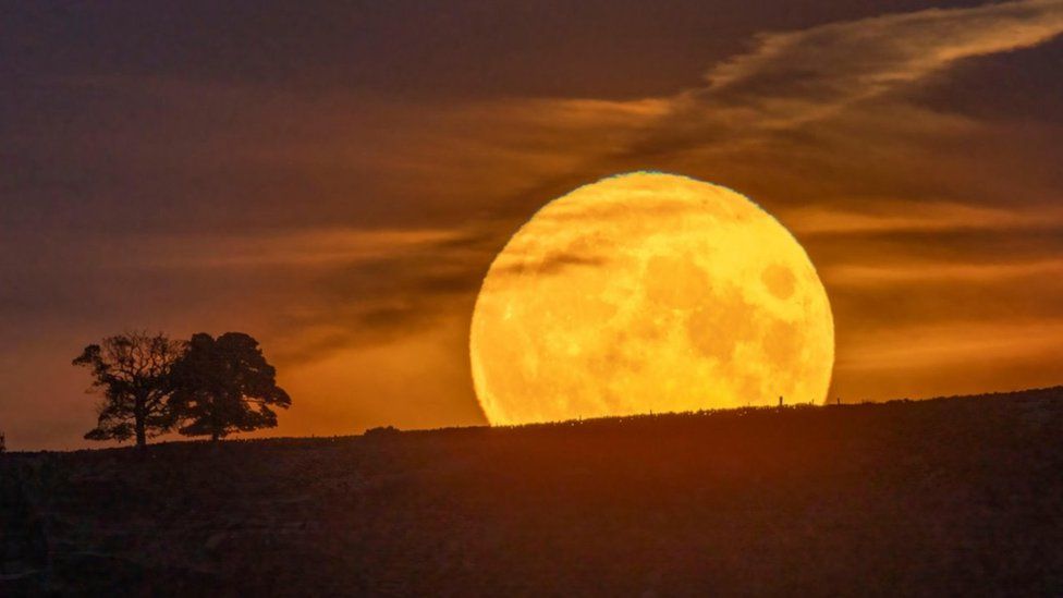 Harvest Moon Rising Over Woods