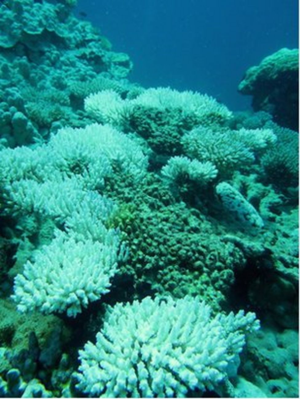 Bleaching 'devastates' Chagos Marine Reserve - BBC News