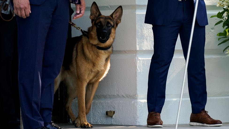 Joe Biden dog Commander bit Secret Service agents at least 24 times ...