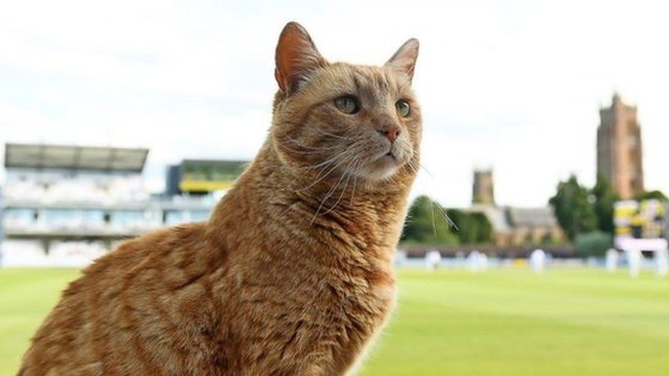 Somerset: Arrest made after cricketer hospitalised - BBC News