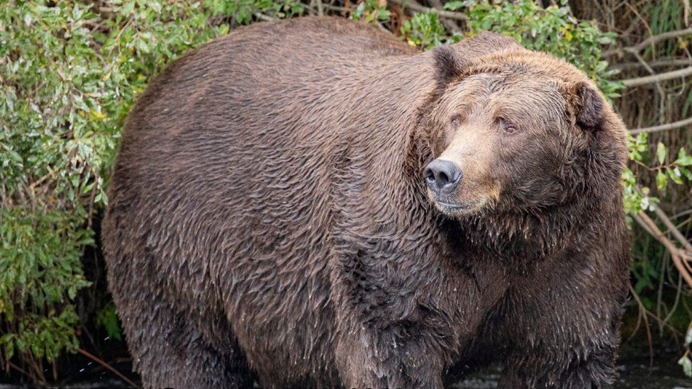 'Supermom' bear crowned 'Fat Bear Week' champion - BBC Newsround