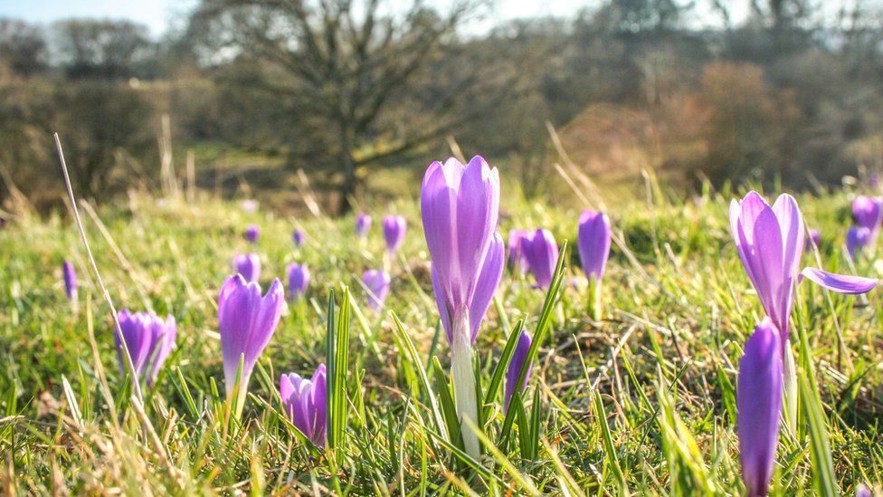 In pictures: Large field of crocuses blooms in Berkshire - BBC News