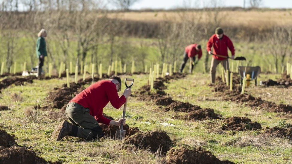 National Trust planting 'future-proof' woods near Plymouth - BBC News