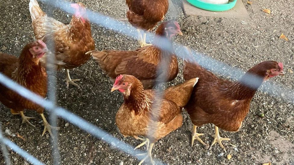 Jersey bird flu surveillance zone lifted - BBC News