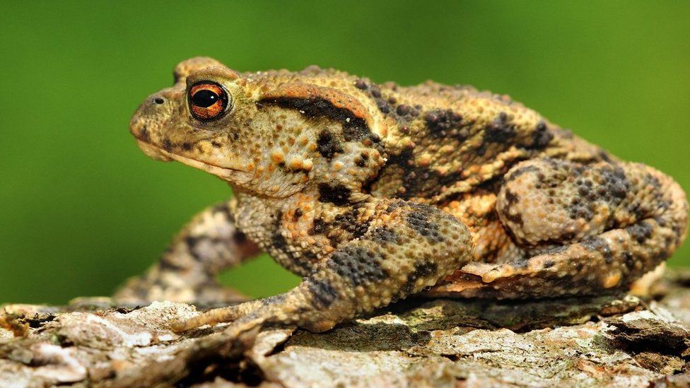 'Ladders' help frogs and toads escape drainage - BBC News