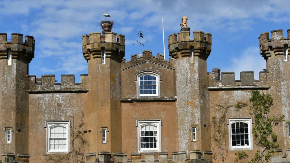 Knepp Castle: Stork breeding programme has most successful year - BBC News