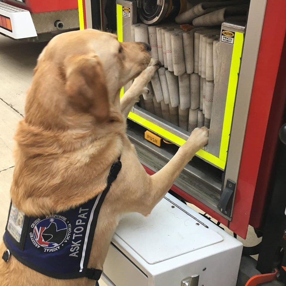 #BringYourDogToWorkDay marked by pics of busy pups - BBC News