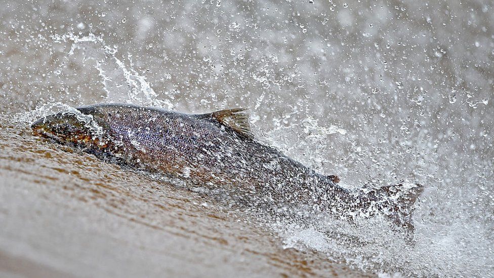 Exmoor Salmon Numbers In Catastrophic Decline Bbc News