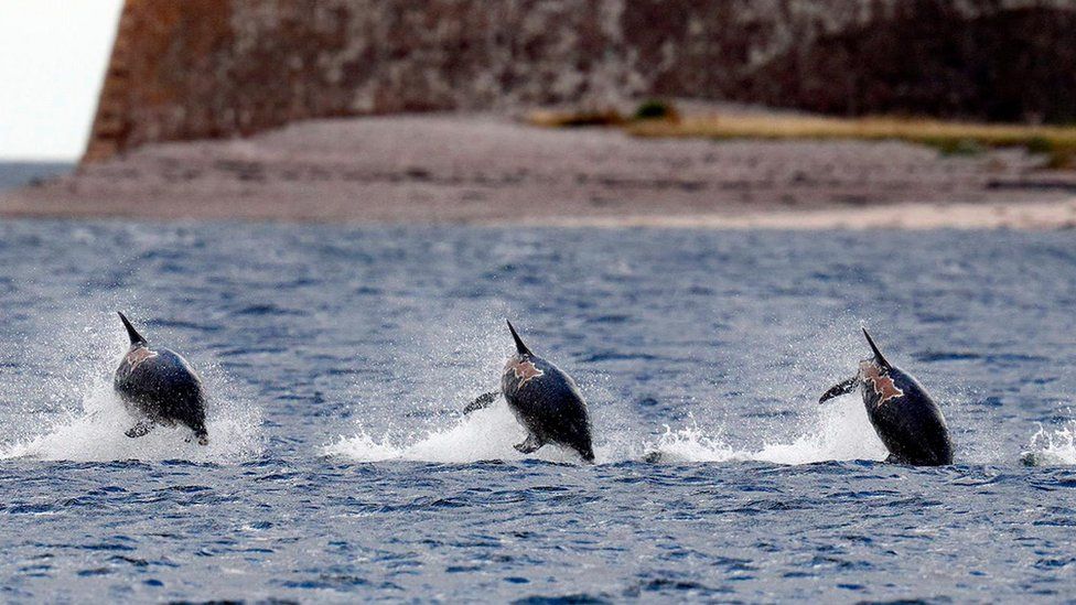 Sunburned dolphin Spirtle shows signs of healing - BBC News