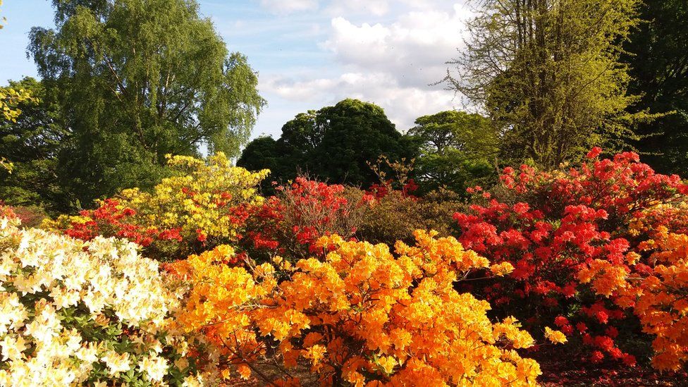 Your pictures on the theme of 'in bloom' - BBC News