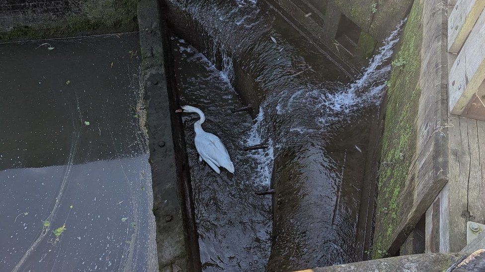 'Lock-y escape' for swan rescued by firefighters from Leicester canal ...